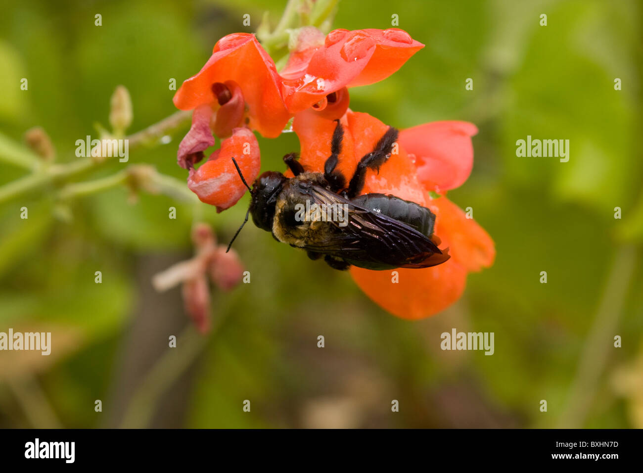 Bumblebee insects hi-res stock photography and images - Alamy