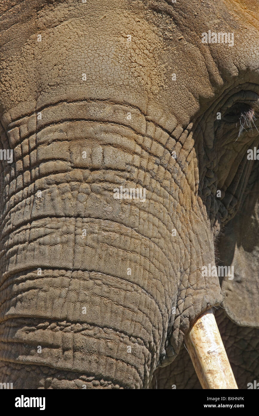 African Bush or Savanna Elephant Stock Photo - Alamy