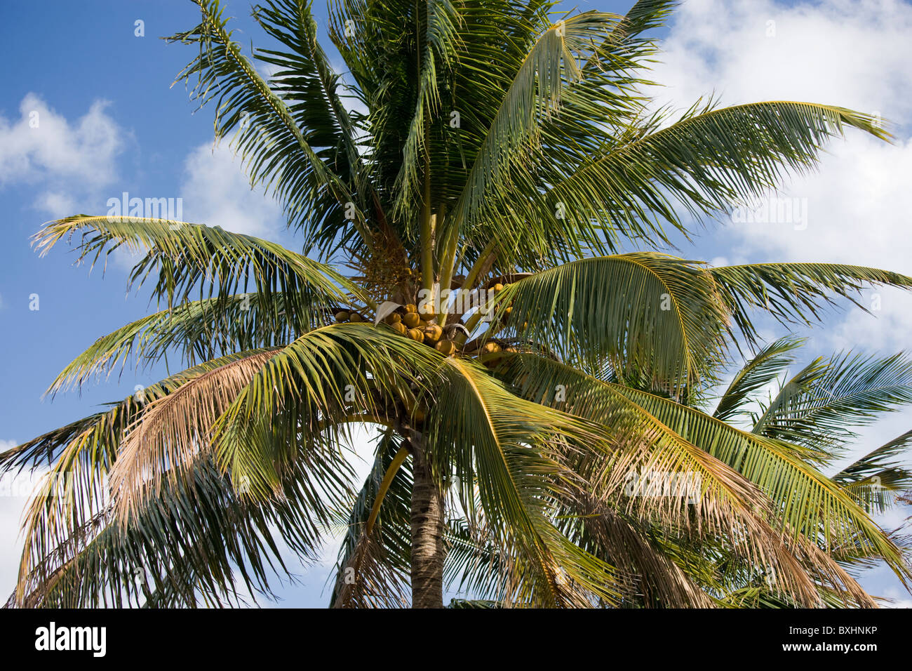 Royal Palm coconut palm tree, Roystonea, in South Beach, Miami, Florida ...