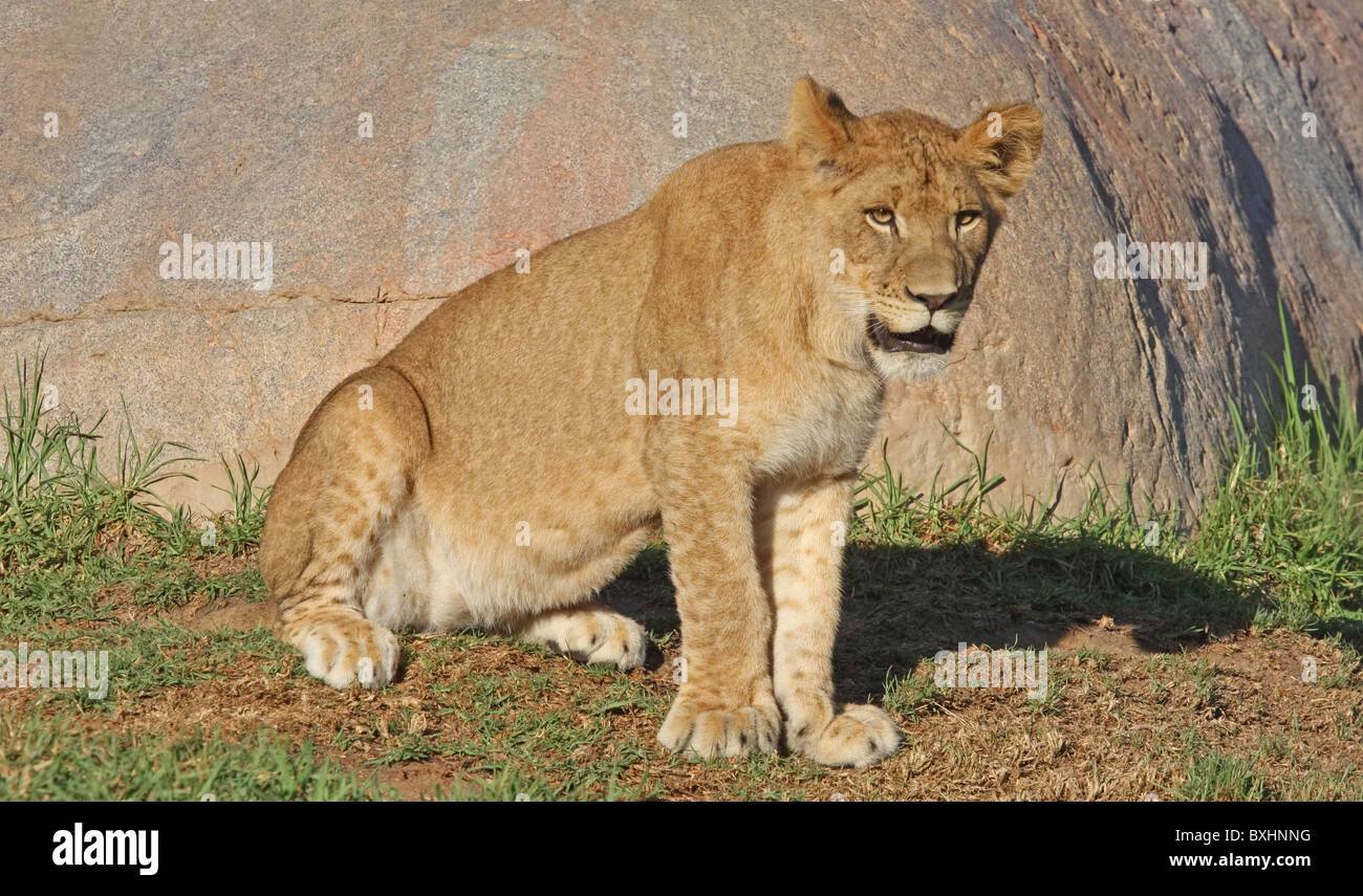 Lion cub hi-res stock photography and images - Alamy