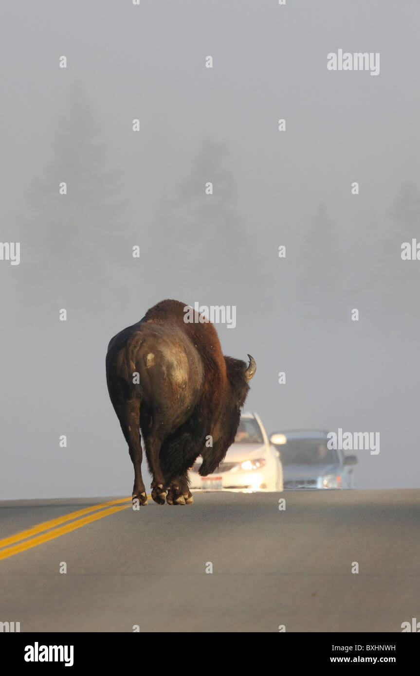 Yellowstone bison on road hi-res stock photography and images - Alamy