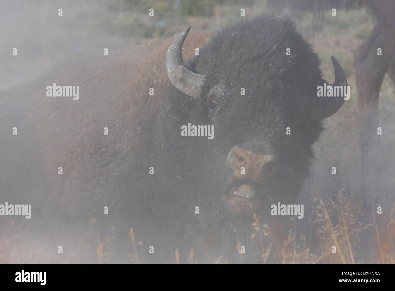 Bison bull bison hi-res stock photography and images - Alamy
