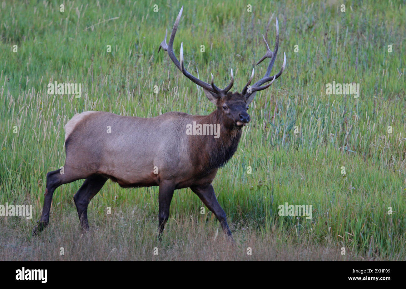 Large bull elk western wildlife hi-res stock photography and images - Alamy