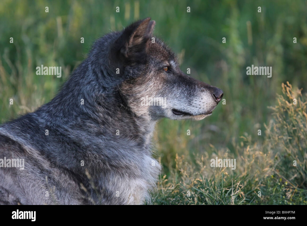 Largest of canidae family hi-res stock photography and images - Alamy