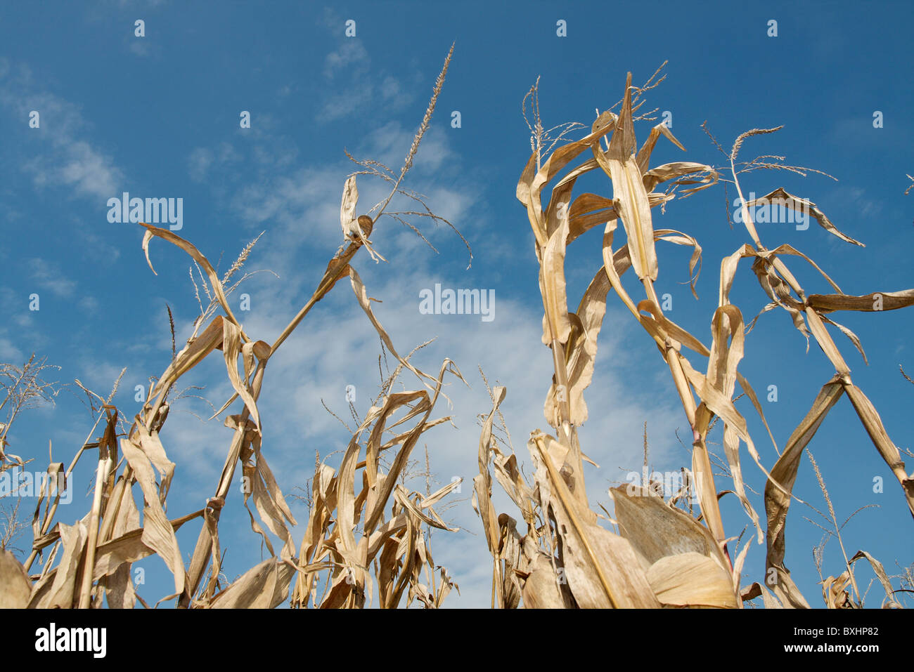 Corn field with dry corn plants in the autumn Stock Photo - Alamy