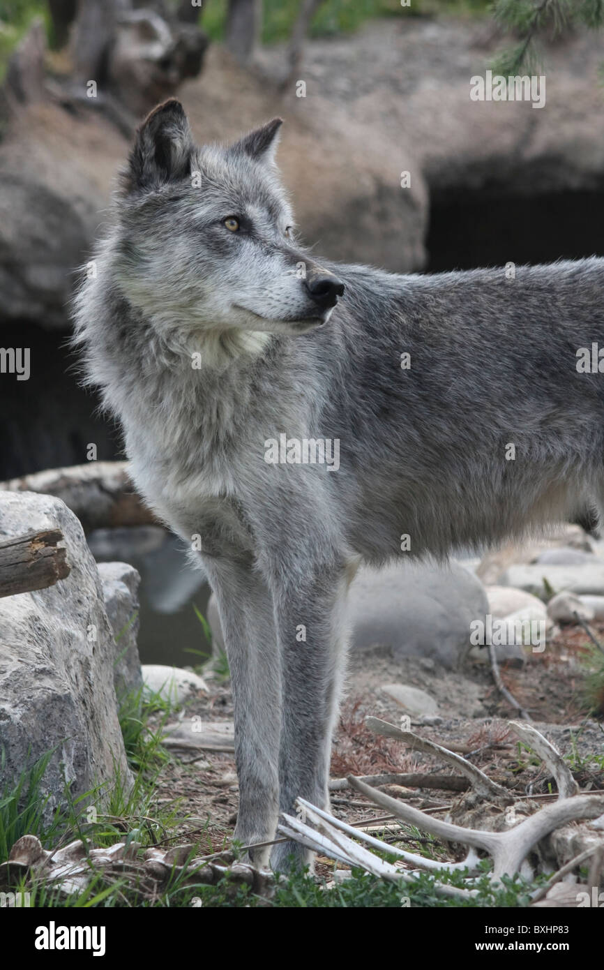 North american timber wolf canis hi-res stock photography and images ...