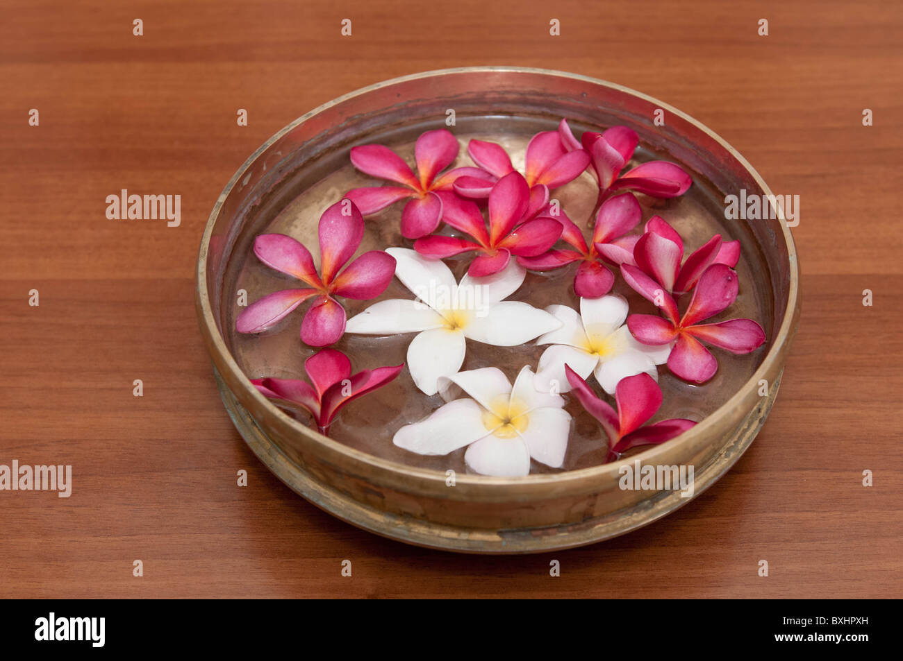 Colorful Frangipani flowers in abowl of water Stock Photo - Alamy