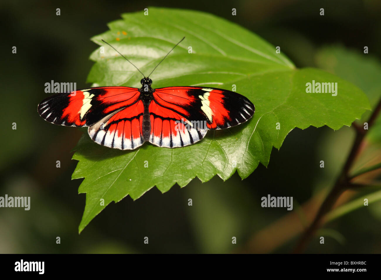A Butterfly resting openly on a leaf Stock Photo - Alamy