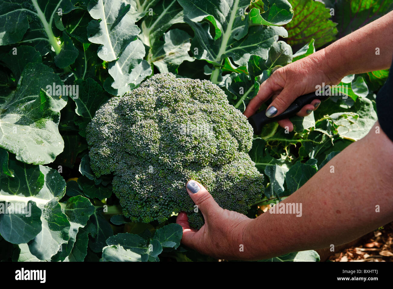 Fresh food from the garden Stock Photo - Alamy