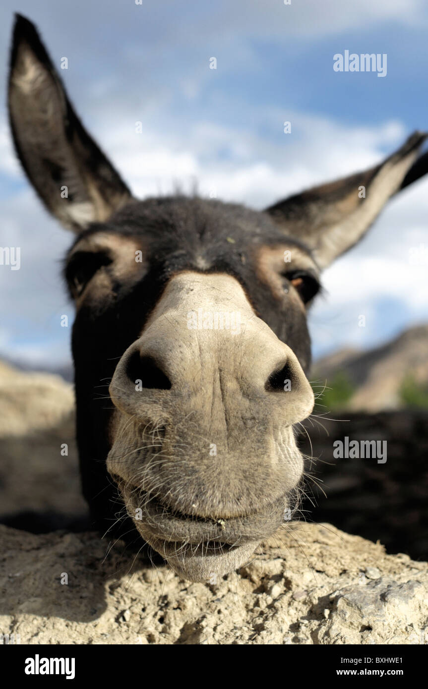 A mountain donkey in Ladakh, India Stock Photo - Alamy