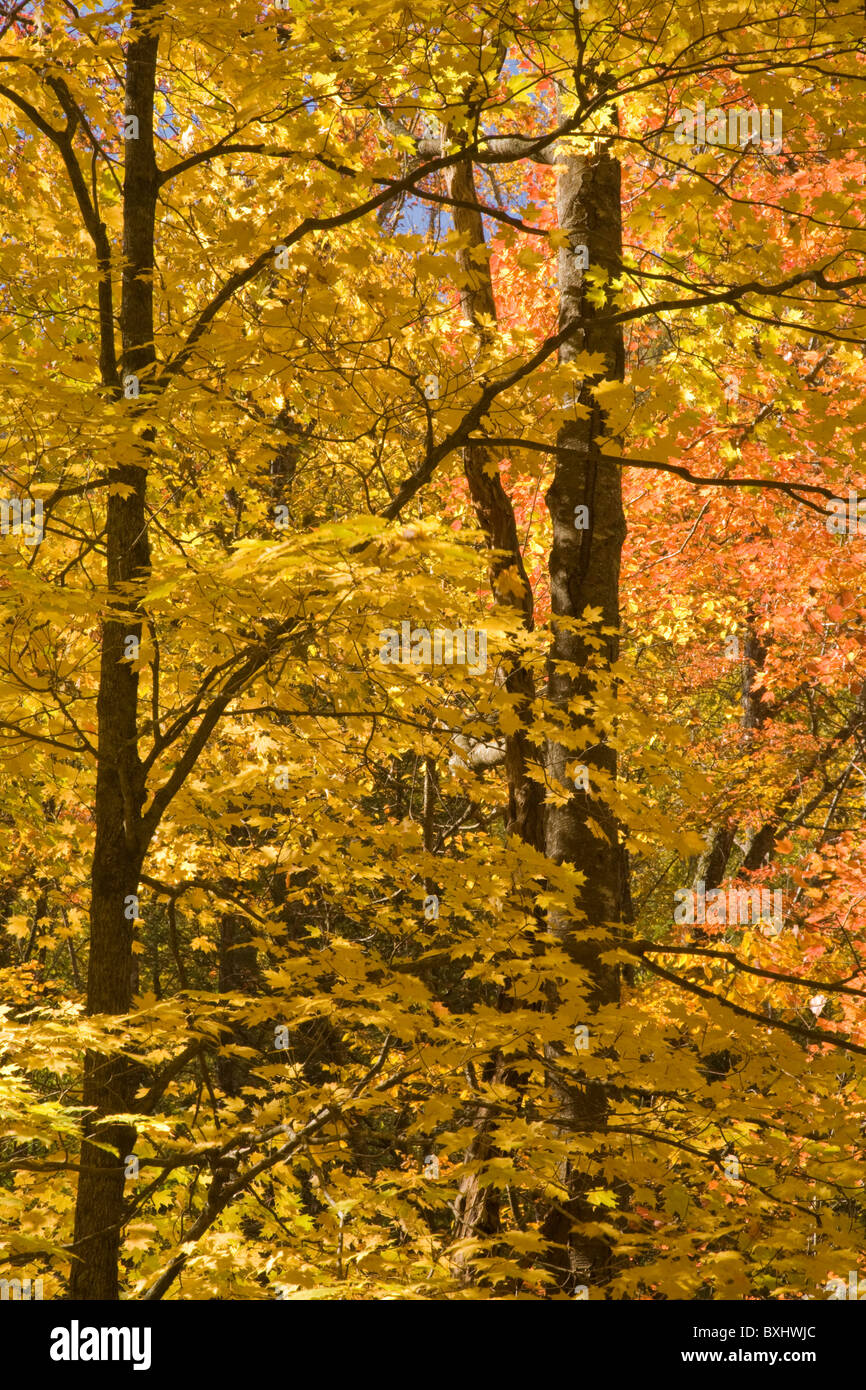Autumn, Tremont, Great Smoky Mountains National Park, TN Stock Photo ...