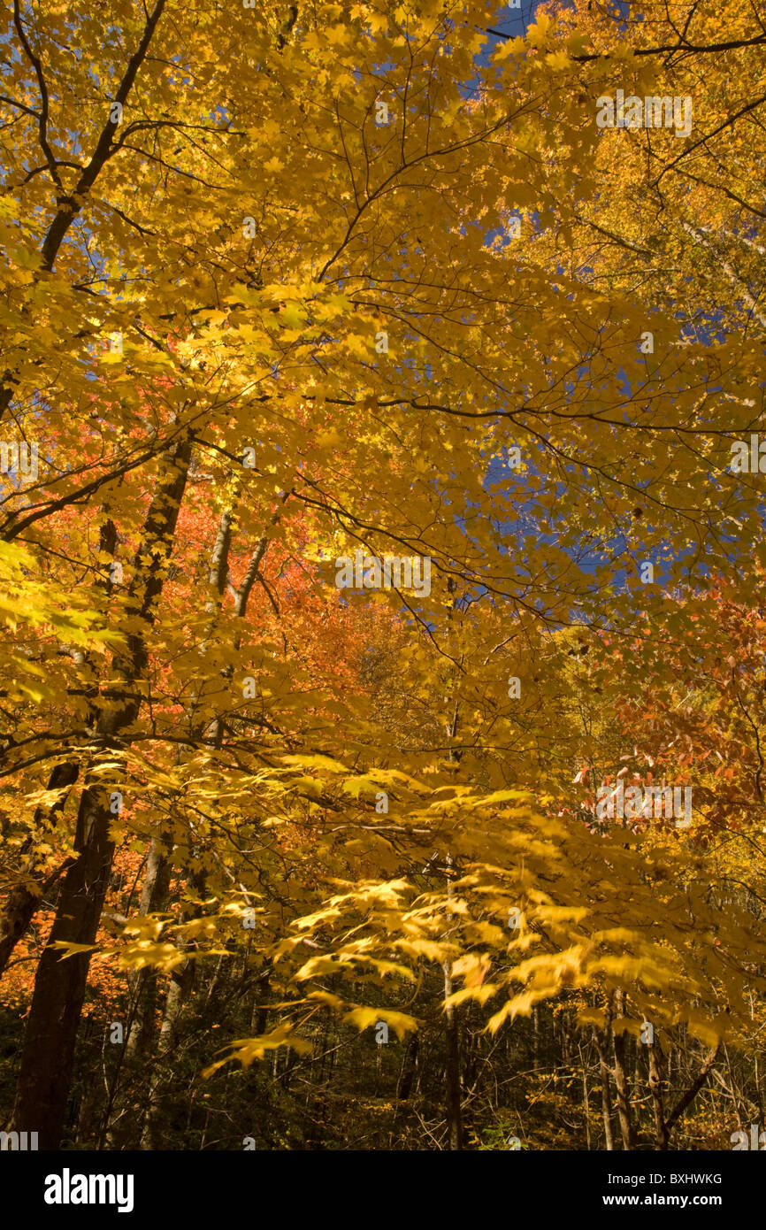 Autumn, Tremont, Great Smoky Mountains National Park, TN Stock Photo ...