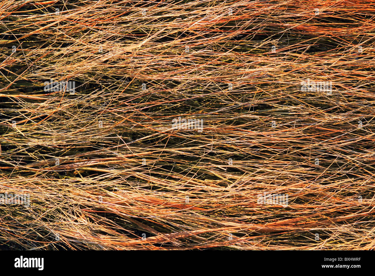 Dried salt marsh sea grass Stock Photo - Alamy