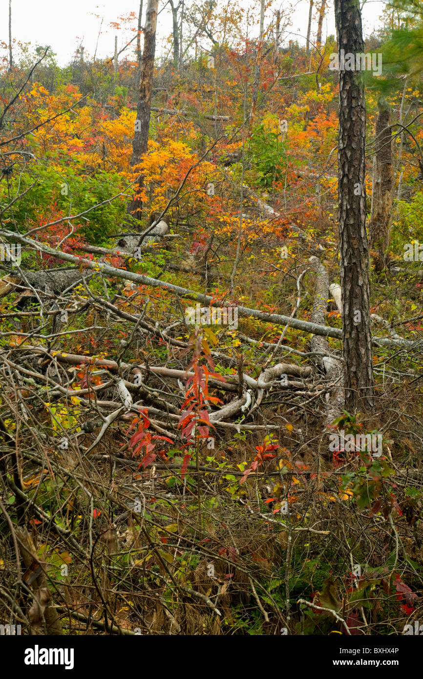 Logging Clearcut, Autumn, Cherokee National Forest Stock Photo - Alamy