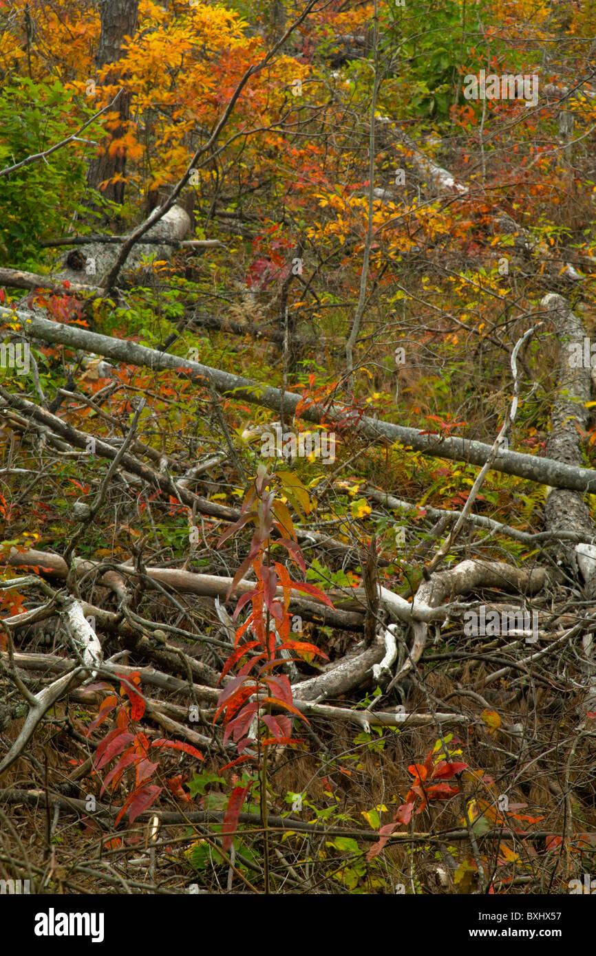 Logging Clearcut, Autumn, Cherokee National Forest Stock Photo - Alamy