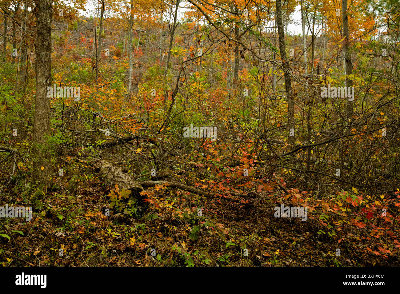 Clearcut, Autumn, Cherokee National Forest Stock Photo - Alamy