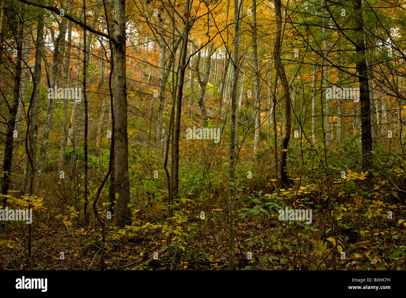 Autumn, Cherokee National Forest Stock Photo - Alamy
