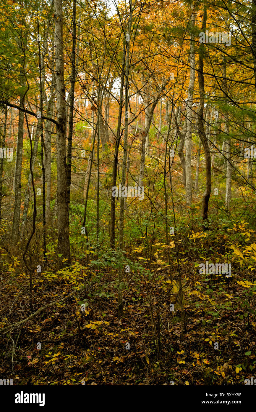 Autumn, Cherokee National Forest Stock Photo - Alamy