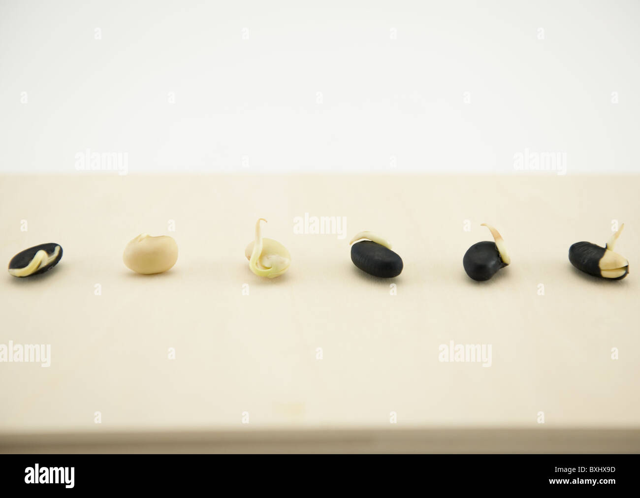 Germinated seeds hi-res stock photography and images - Alamy