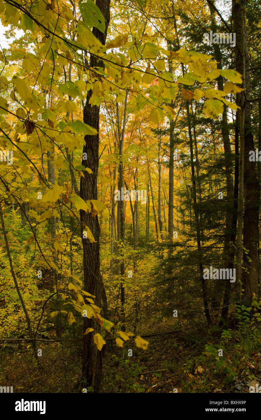 Autumn, Cherokee National Forest Stock Photo - Alamy