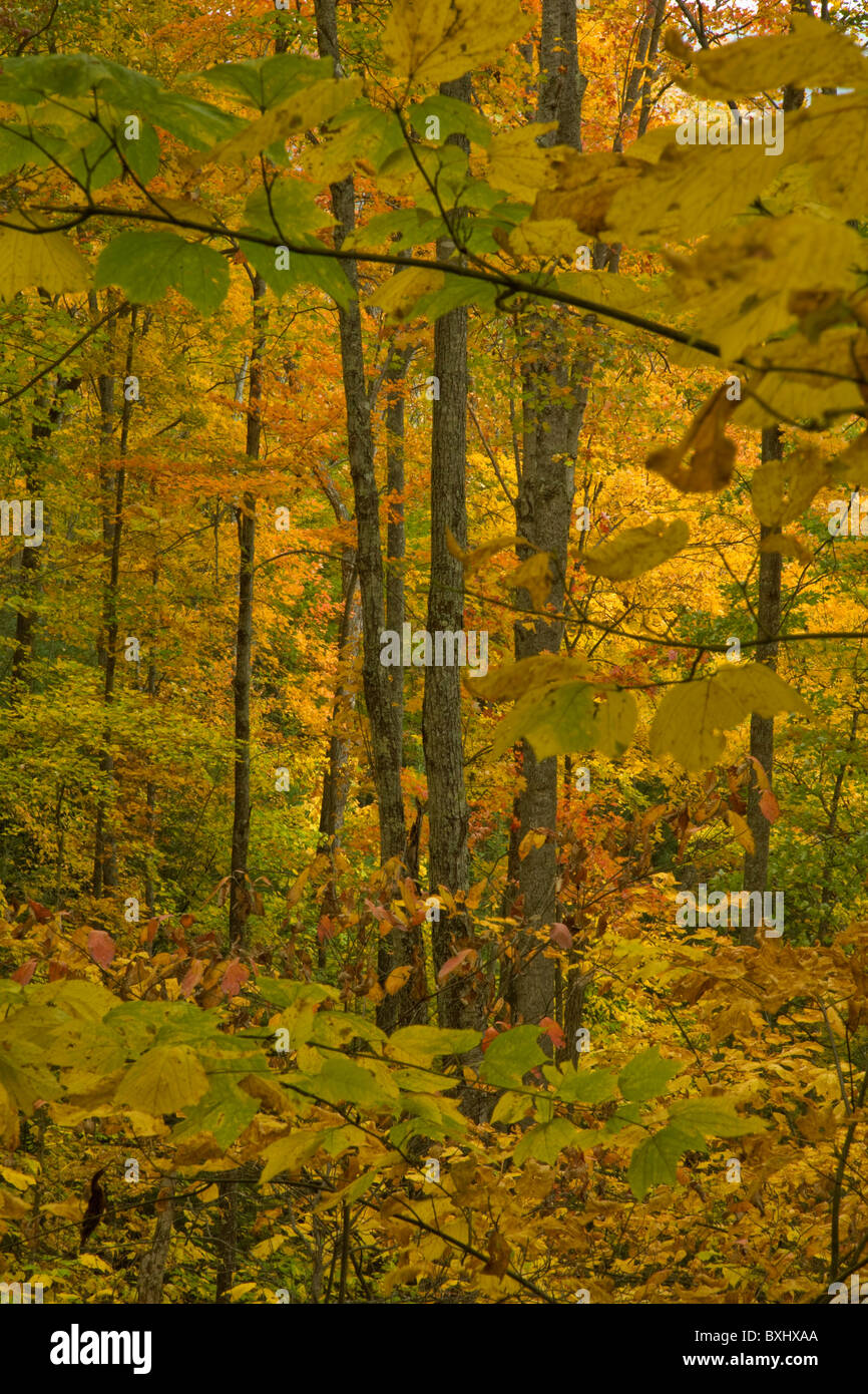 Autumn, Cherokee National Forest Stock Photo - Alamy