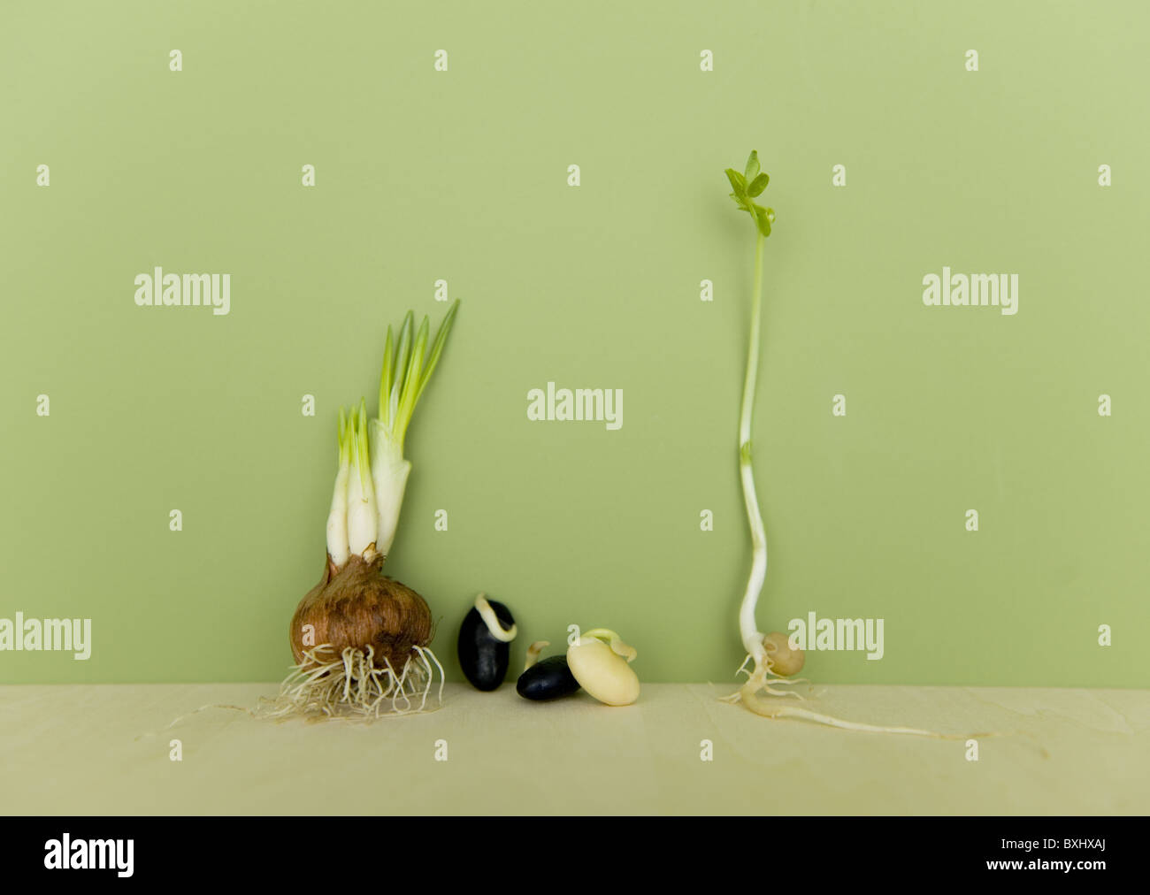 Germinated seeds hi-res stock photography and images - Alamy