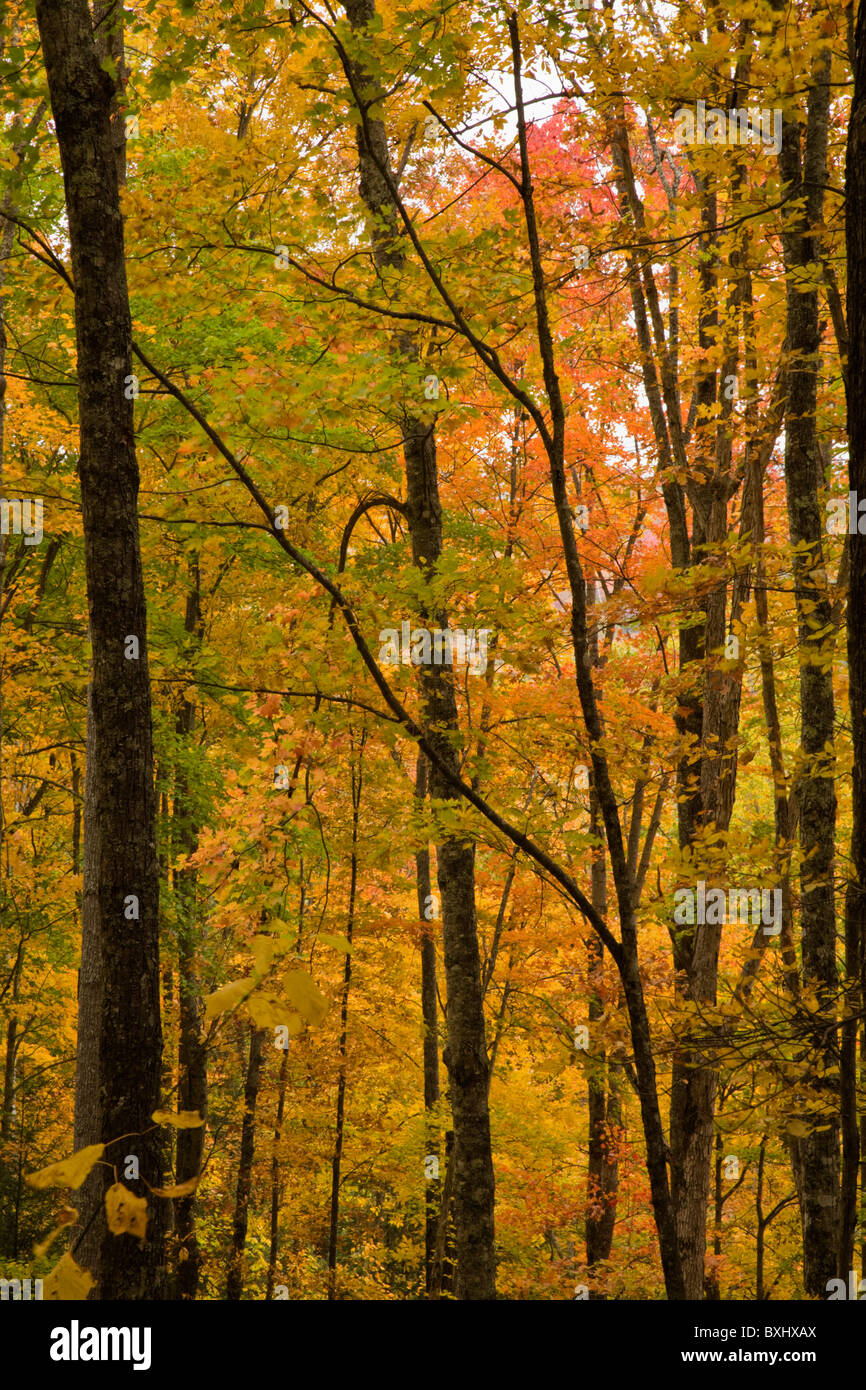 Autumn, Cherokee National Forest Stock Photo - Alamy