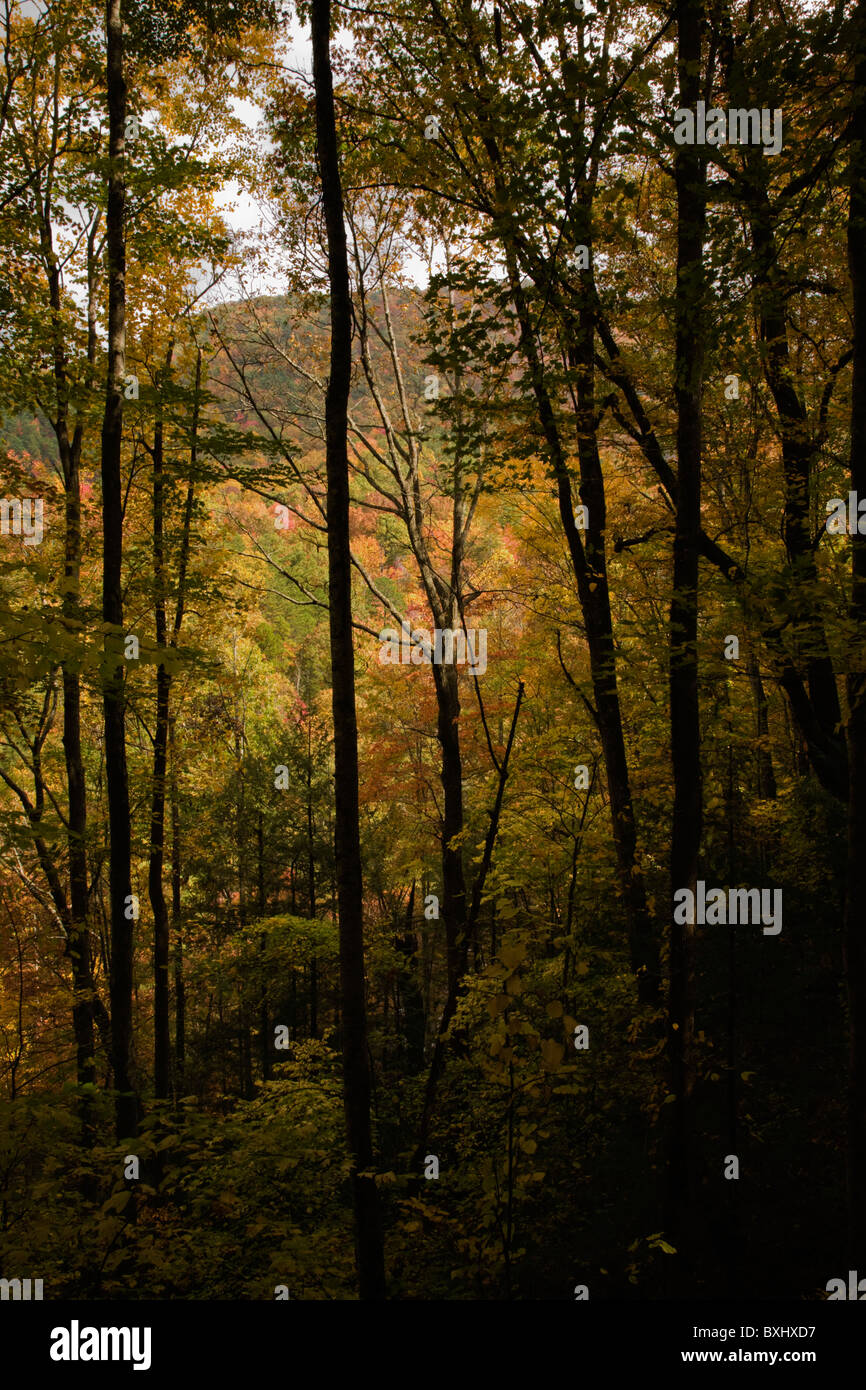 Autumn, Cherokee National Forest Stock Photo - Alamy