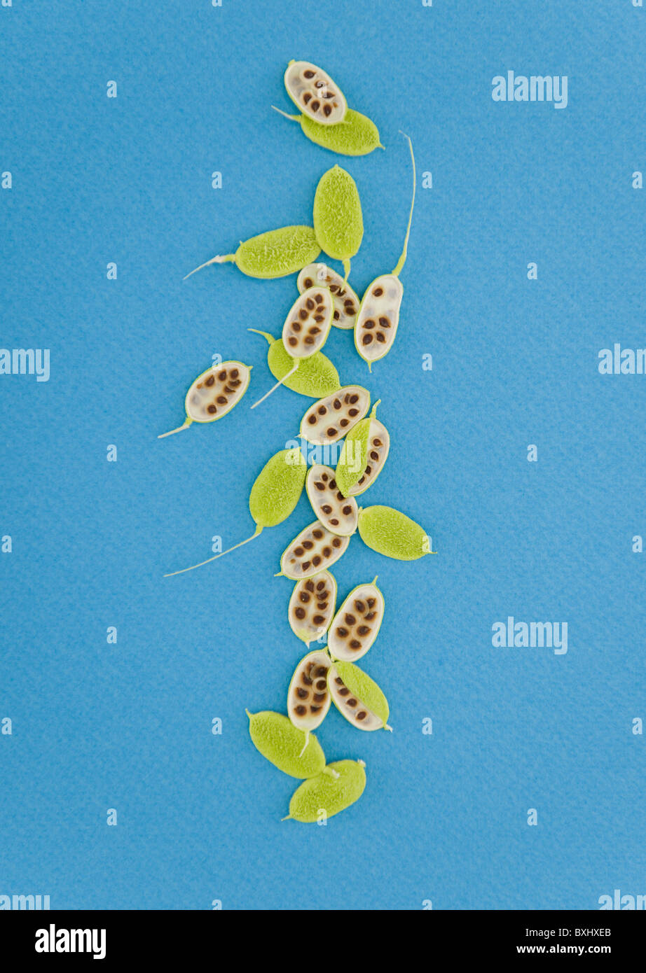 Seeds and shells Stock Photo - Alamy