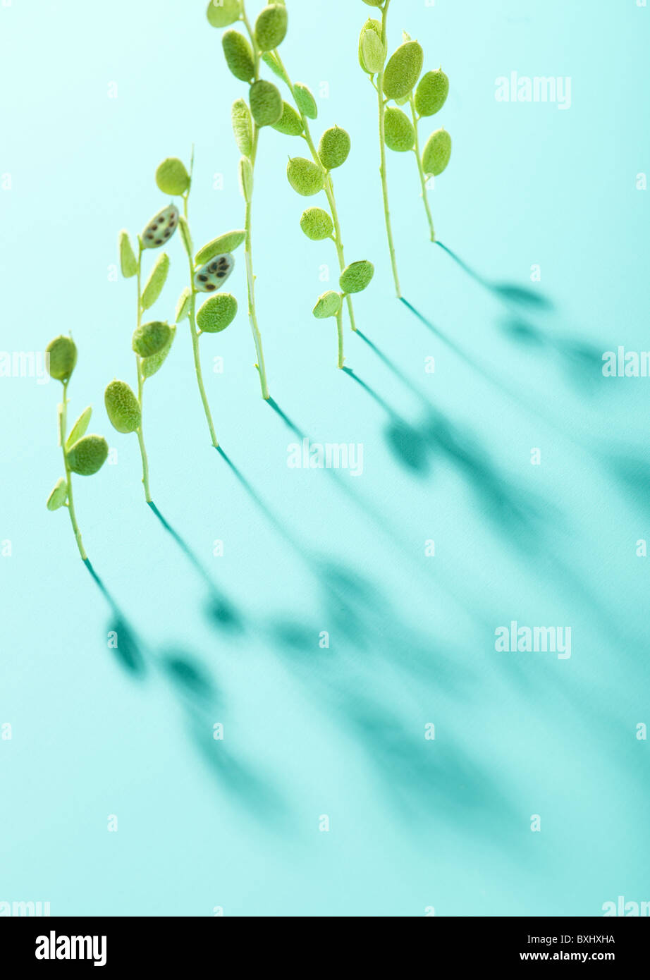 Plants and shadow Stock Photo - Alamy