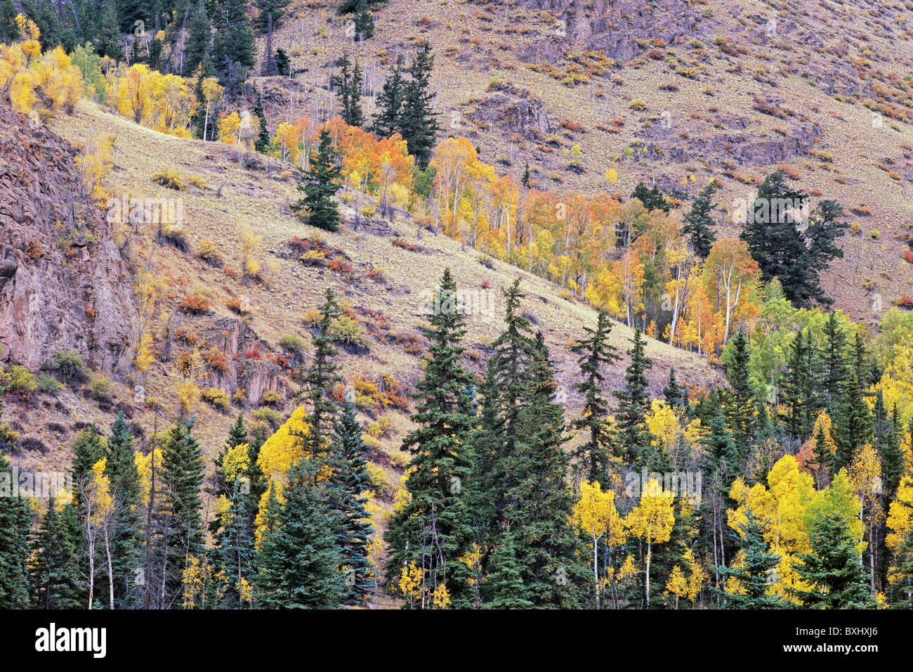 Autumn mountainside, San Juan Mountains, Gunnison National Forest ...