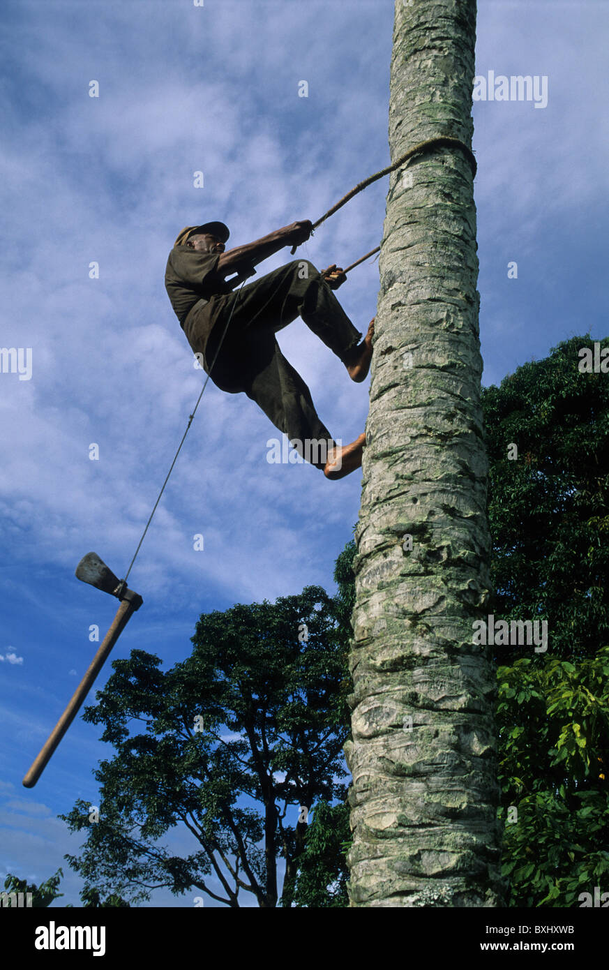 Man climbing palm tree to pick fruit for oil production BATETE South ...