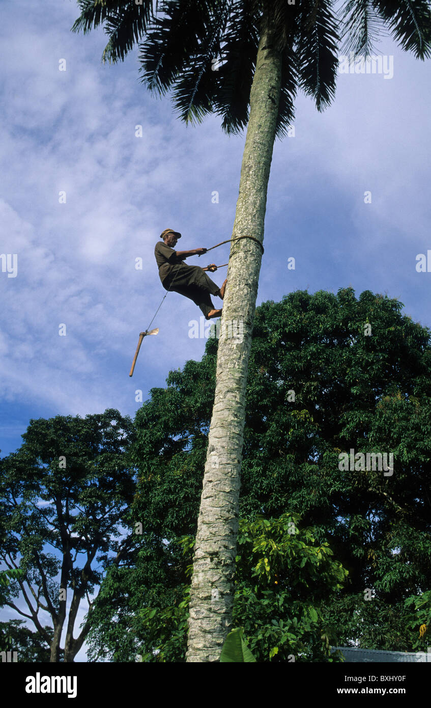 Man climbing palm tree to pick fruit for oil production . BATETE South ...