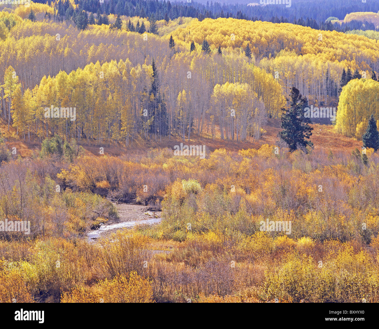 Mountain meadow and aspen groves in autumn, Kebler Pass Road west of ...
