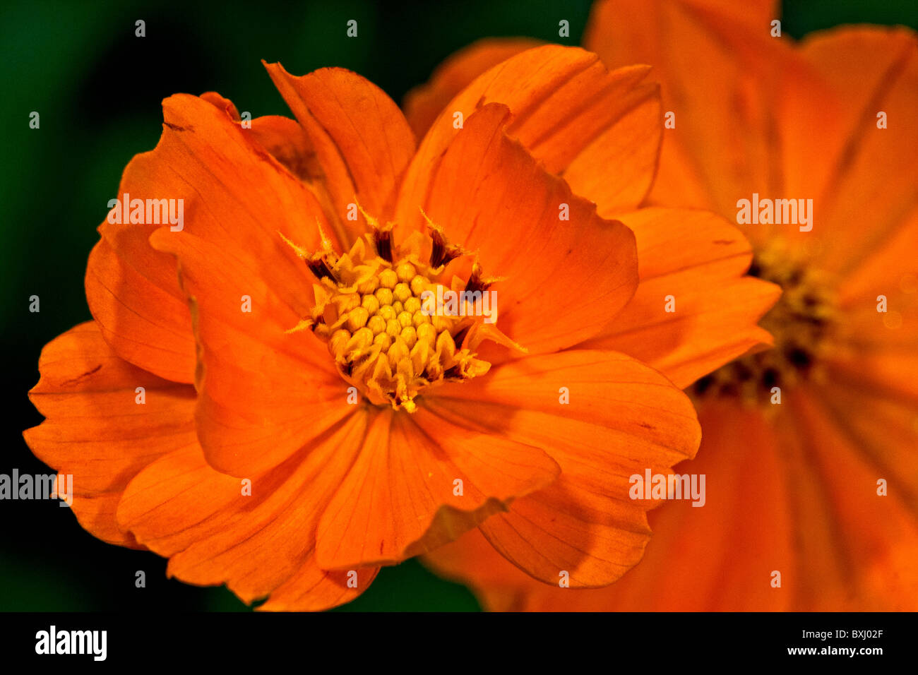 Bright orange Coreopsis flowers in bloom Stock Photo - Alamy