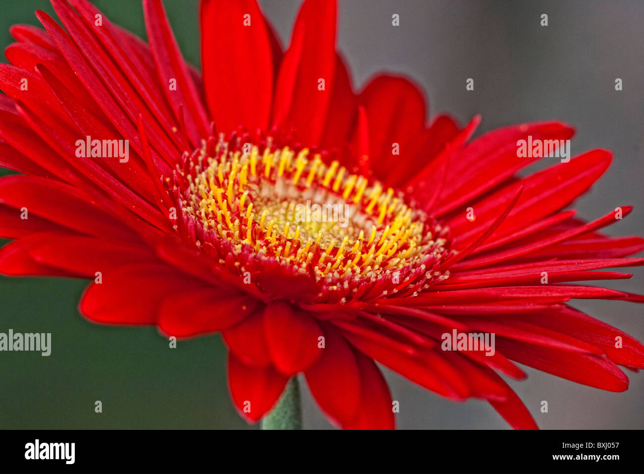 Daisy red hi-res stock photography and images - Alamy