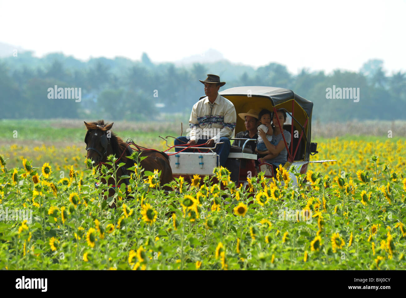 tourists taking a horse and cart ride , the Sunflower flields , Lopburi ...