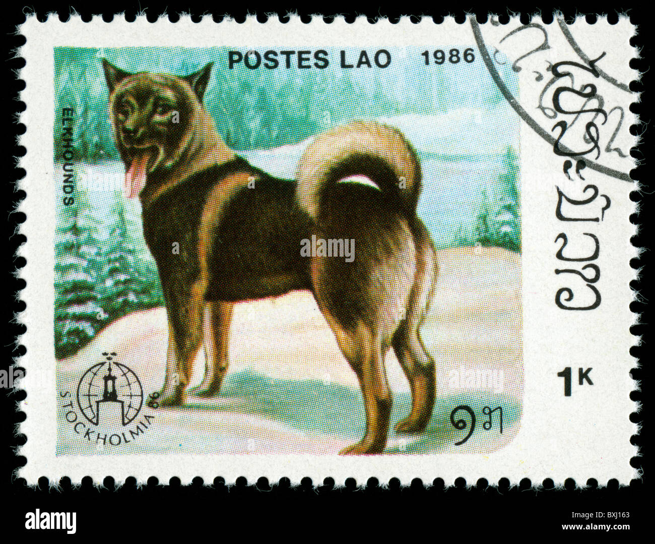 The Norwegian Elkhound is a sturdy, medium-sized Spitz-type dog. The ...