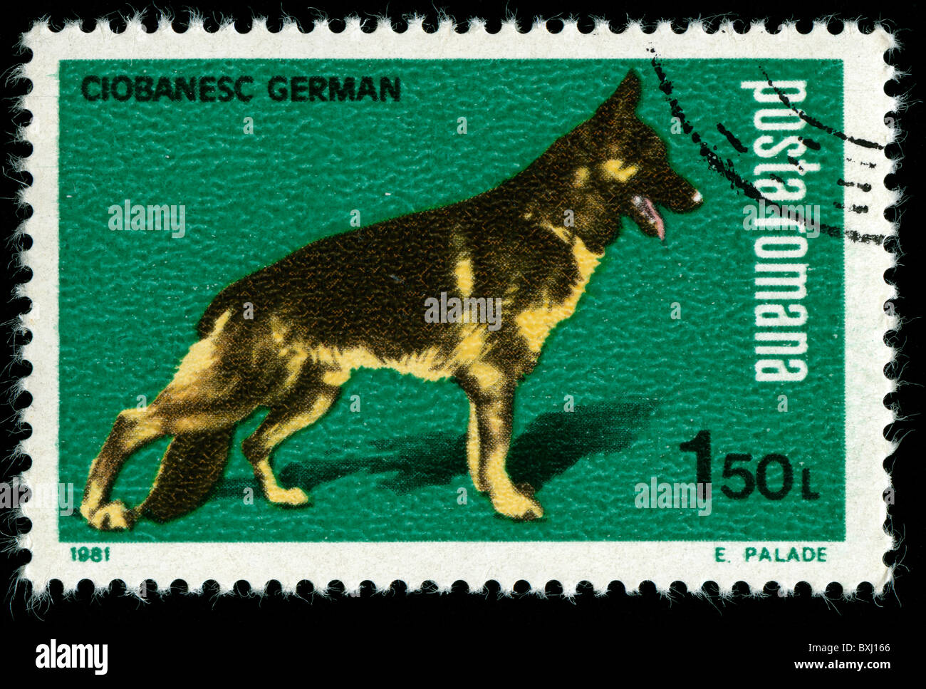 Stamp from Romania with picture of a german shepherd dog Stock Photo ...