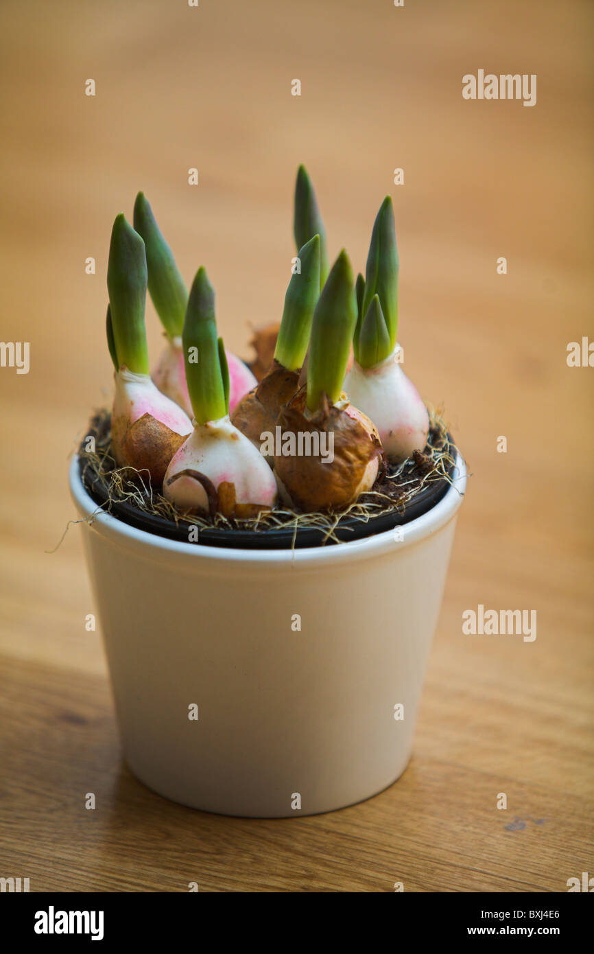 Petal cells hi-res stock photography and images - Alamy