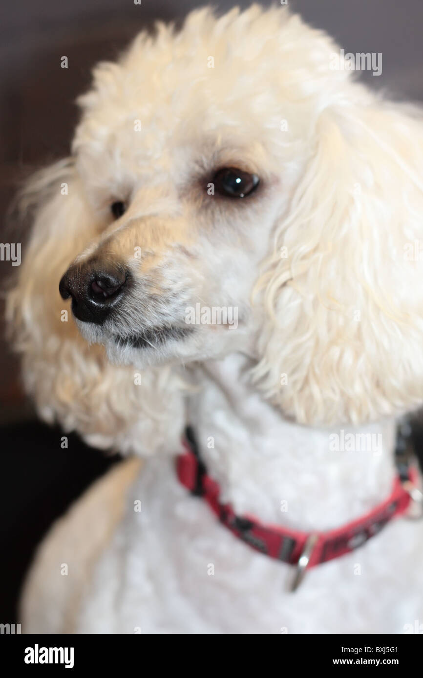 Poser dog hi-res stock photography and images - Alamy