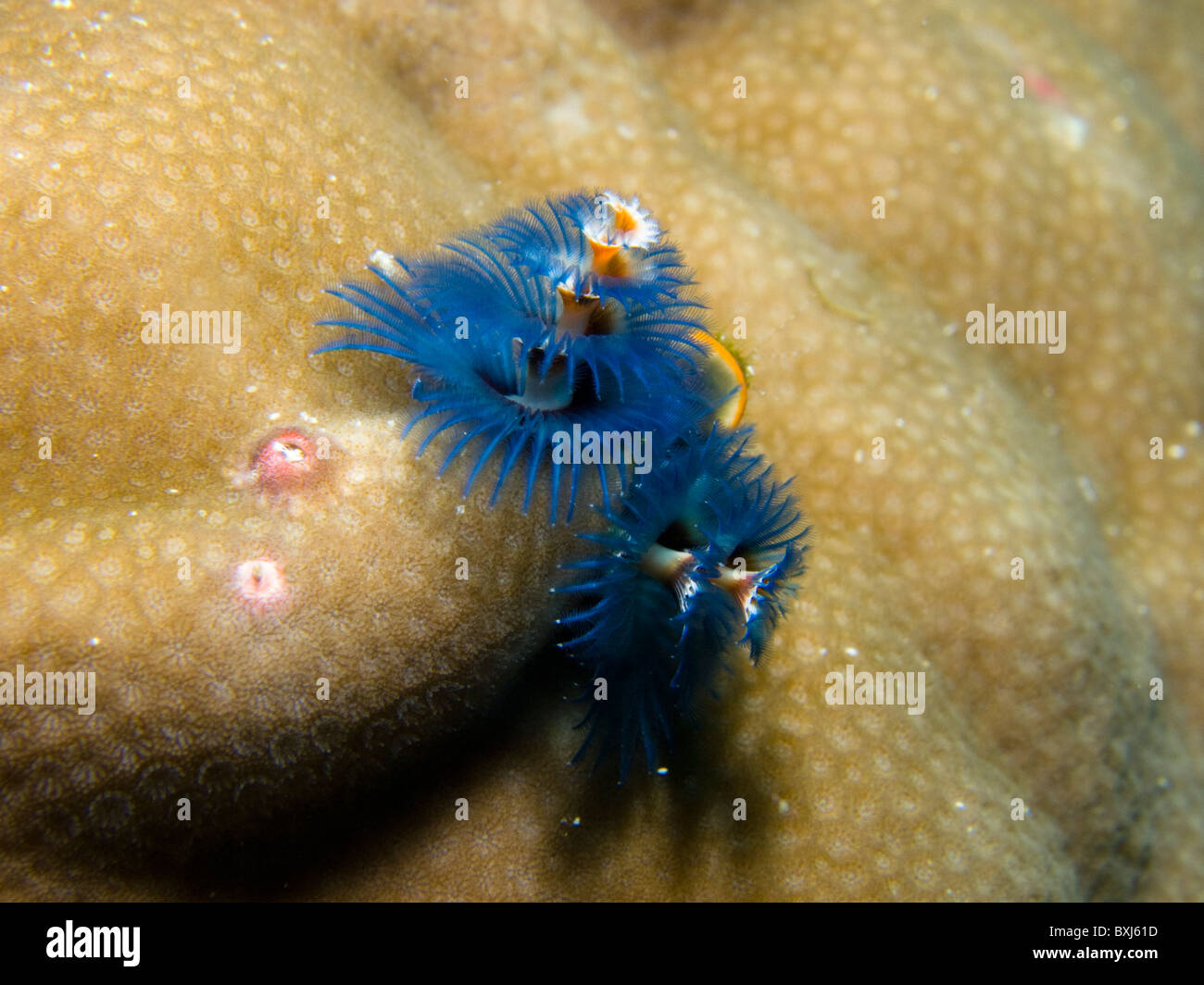 Christmas tree worms, Borneo, Malaysia Stock Photo - Alamy