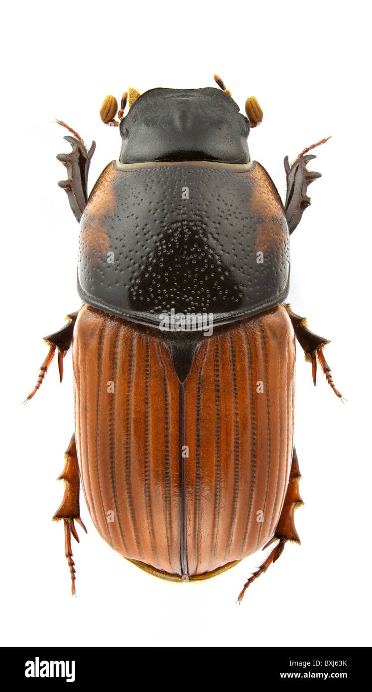 Coprimorphus scrutator hi-res stock photography and images - Alamy