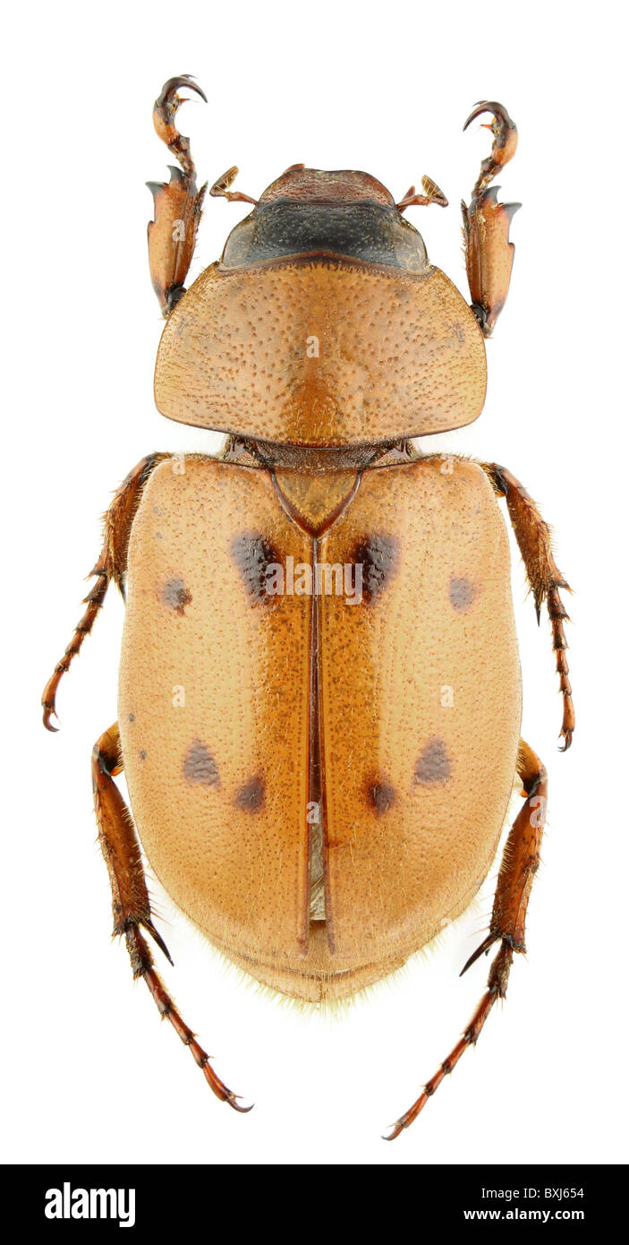 Cyclocephala pubescens hi-res stock photography and images - Alamy