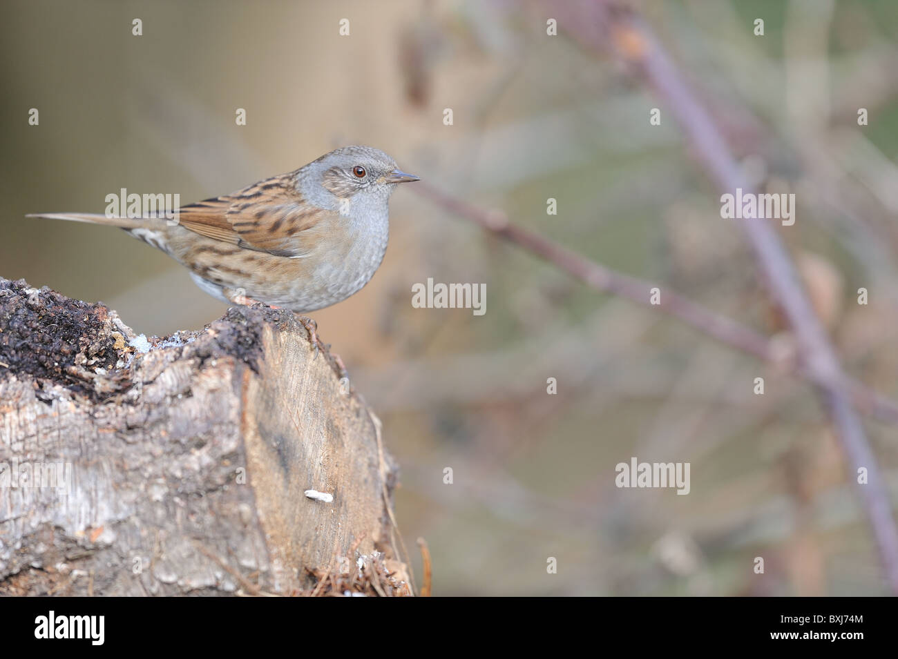 Hedge sparrow on tree hi-res stock photography and images - Alamy