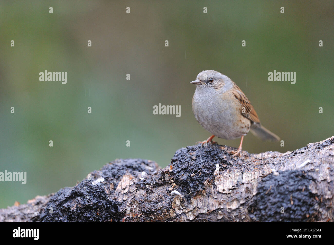 Dunnock accentor - Hedge accentor - Hedge-sparrow (Prunella modularis ...