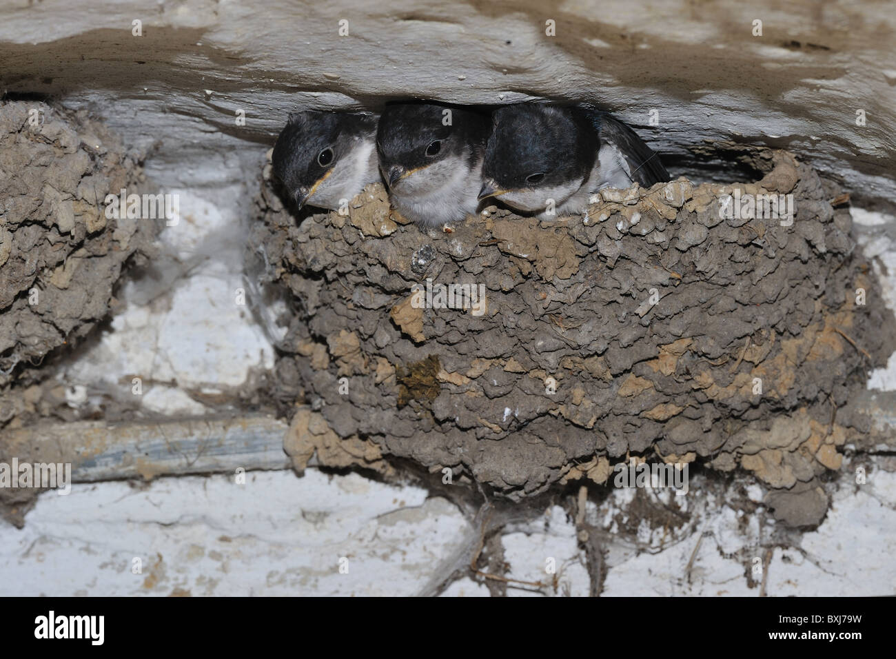 Northern House-martin - Common House-martin - European House-Martin ...