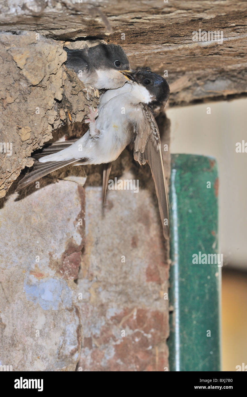 Northern House-martin - Common House-martin - European House-Martin ...