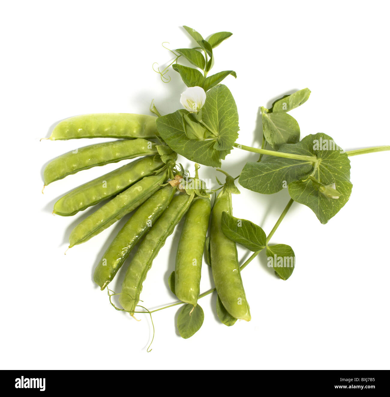 Pea foliage Cut Out Stock Images & Pictures - Alamy