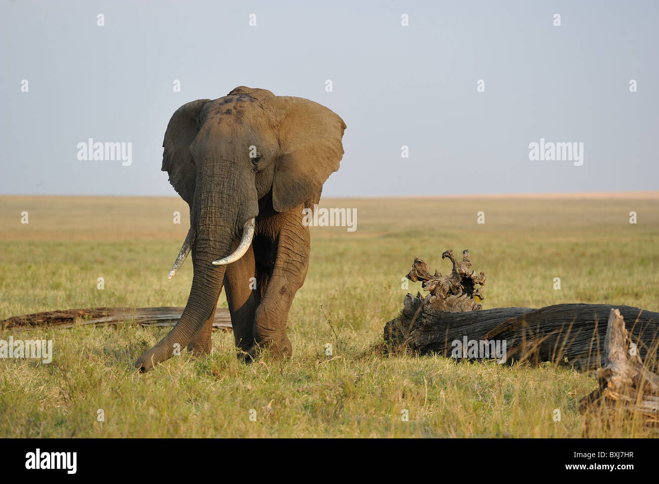 African bush elephant - Savanna elephant - Bush elephant (Loxodonta ...
